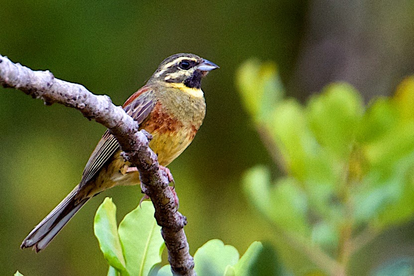 Charlie Sargent's bird ringing: Port Andratx Majorca birds