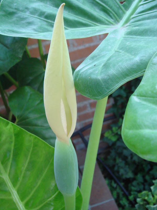 Fotografiando plantas: Marquesa