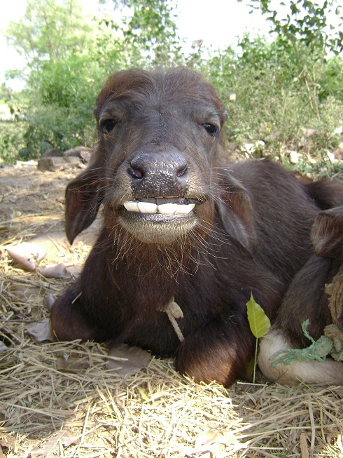 The Learner: The smiling buffalo