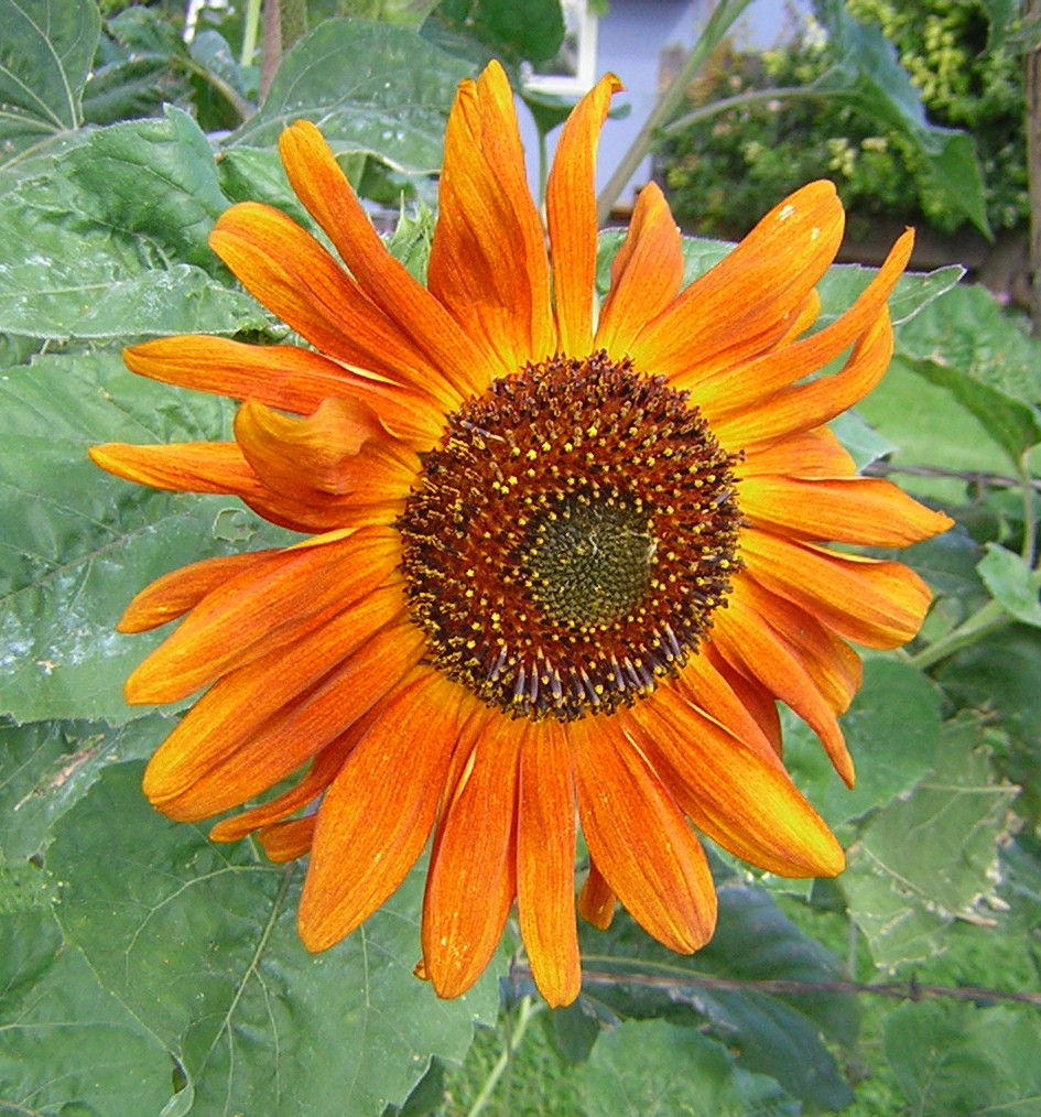 Photographing Flowers: Growing Sunflowers