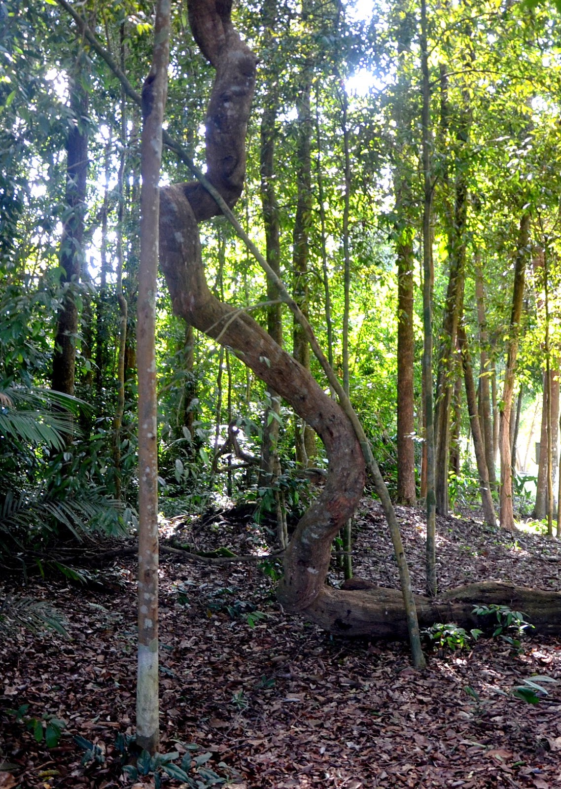 pokokkayu@gmail.com: Entada spiralis (Sintok)