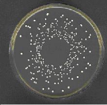 Hóa Chất Vi Sinh: MÔI TRƯỜNG VI SINH MRS AGAR (DE MAN, ROGOSA, SHARPE)