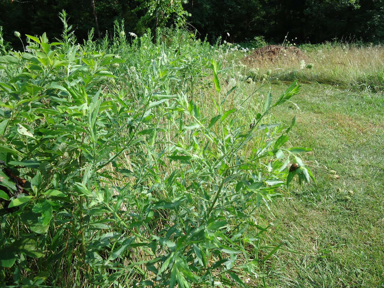 Update from Falcon Creek: Rectangle panes of broken grass