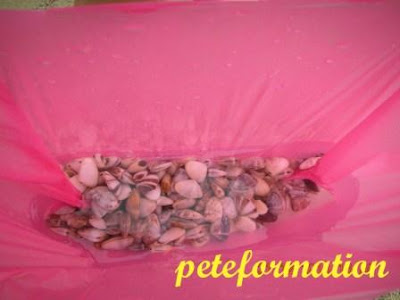 PeteFormation Foodie Adventure: Digging for Siput Remis (Small Edible ...