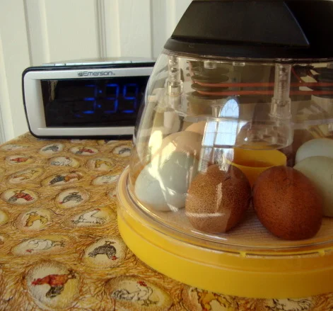 Let's Hatch Chicks! A Day-by-Day Egg Hatching Tutorial - Fresh Eggs ...