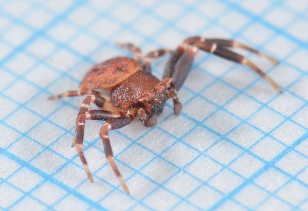 台灣蜘蛛圖片資料: 三角蟹蛛 Thomisus labefactus Karsch, 1881