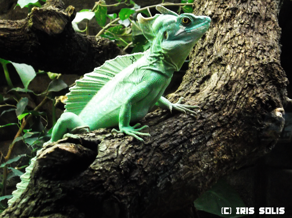 FaunaDex: Basilisco verde