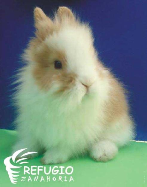 Imágenes de conejitos tiernos - Imagui