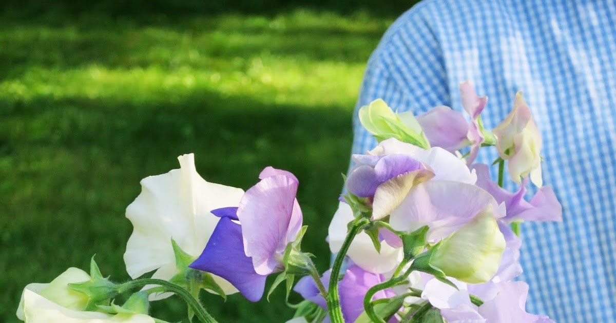 In the Fields : Sweet Pea Flowers