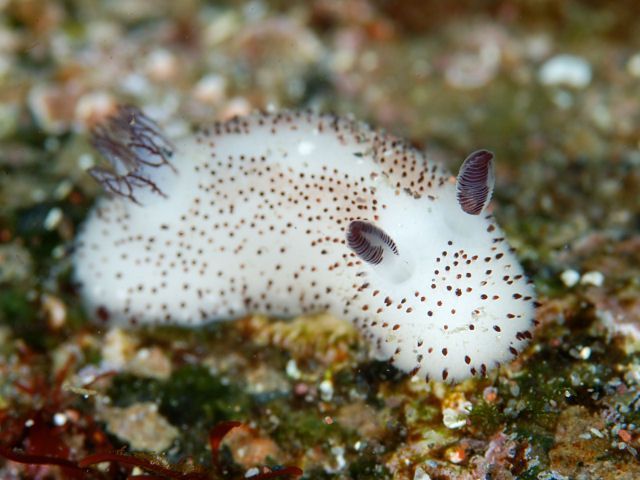 bensozia: Jorunna Parva, the Cutest Sea Slug
