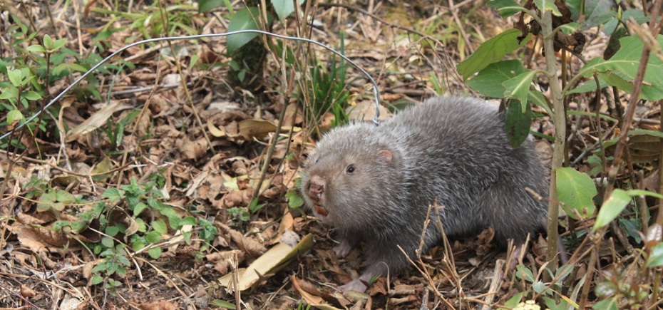 Blog về quá trình nuôi con dúi của Khoa Cao: Dúi [Không đẻ] - [Không ...