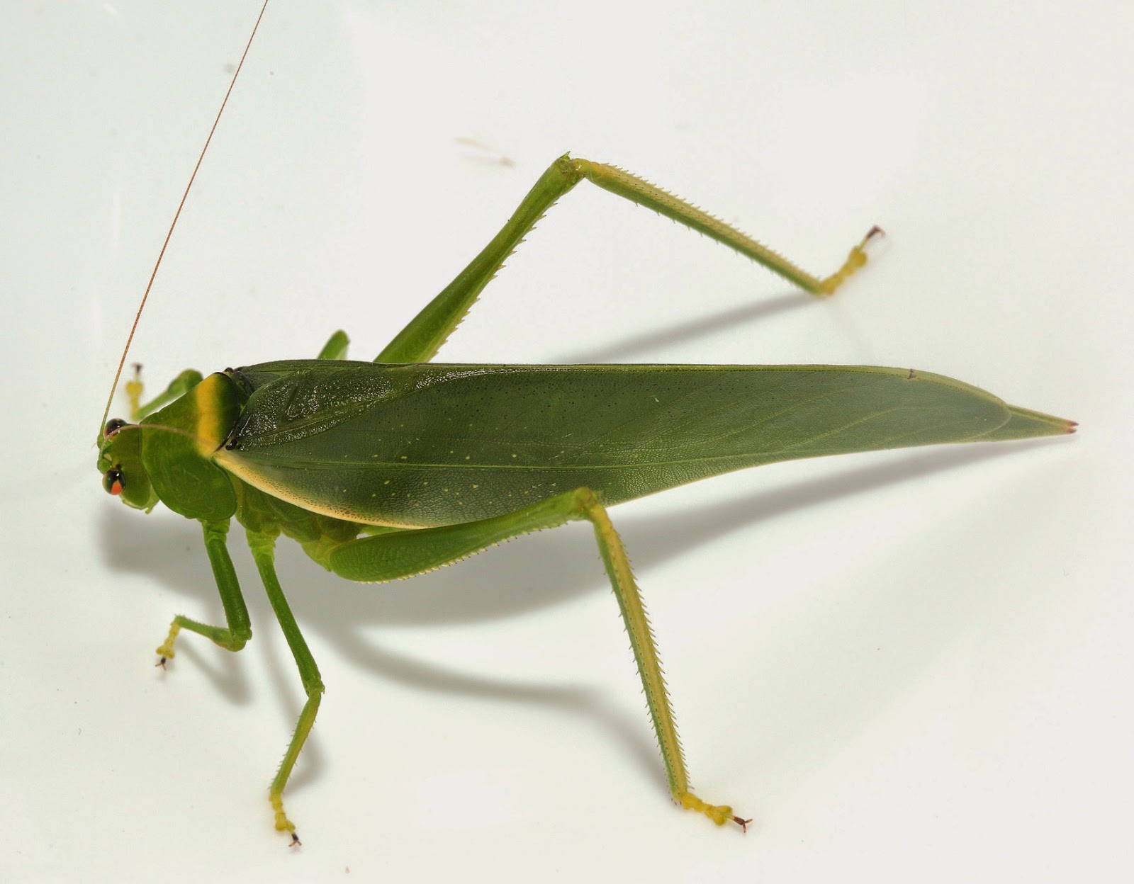 BunyipCo: April 2014