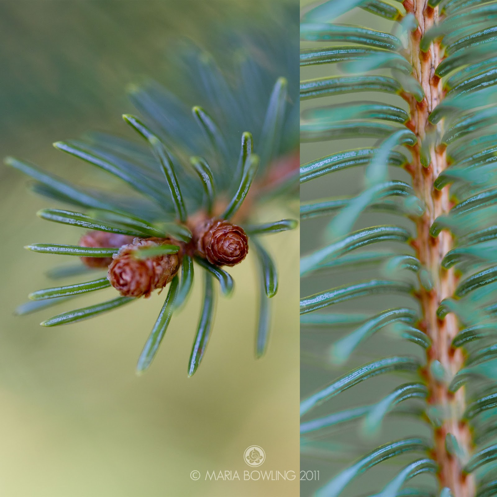 Pretty Medicine : In Praise of Spruce