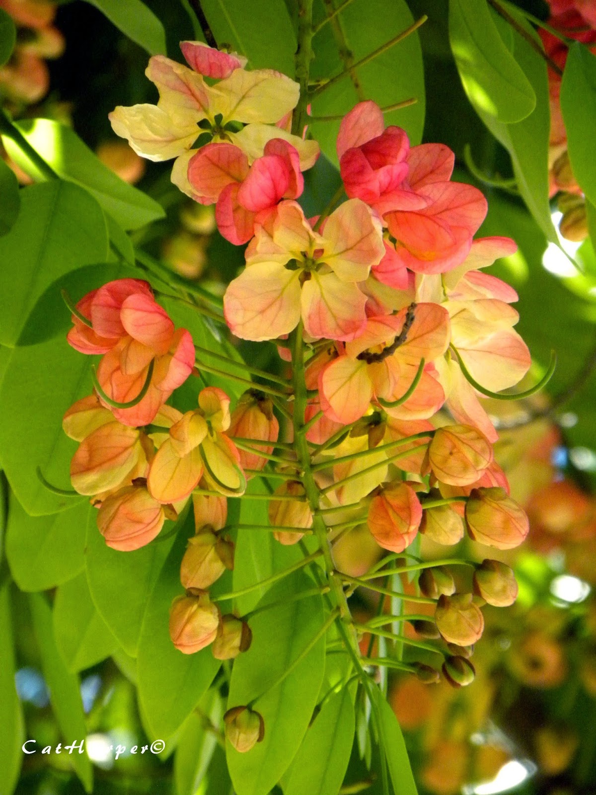 Shutterbug Traveler: The Big Island ~ Pua Mau Place Botanical Gardens