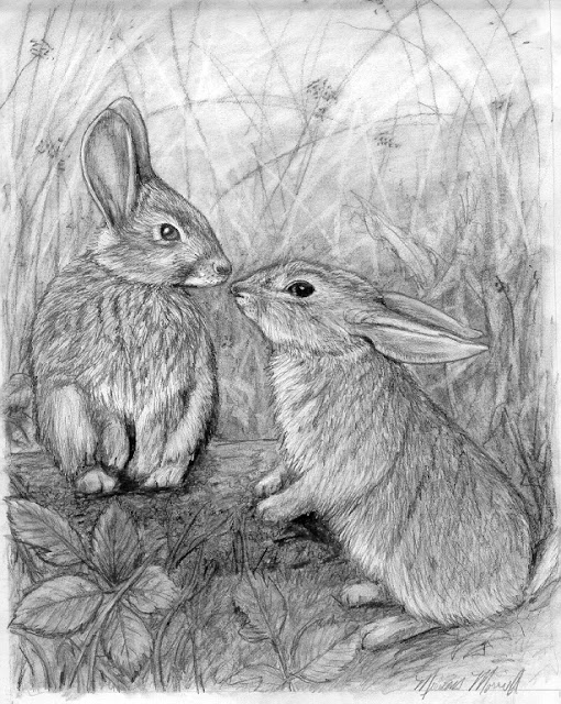 Rabbits in Drawing | Beautiful Drawing