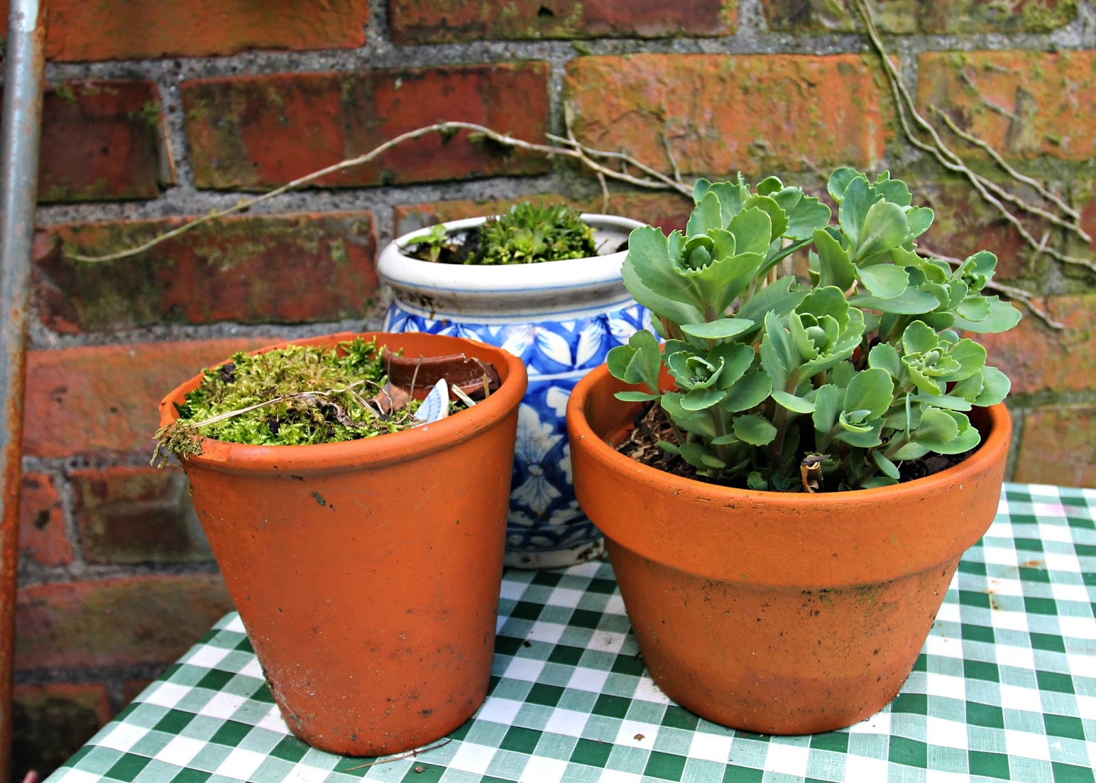 Back in the garden | Oh So India Charlotte