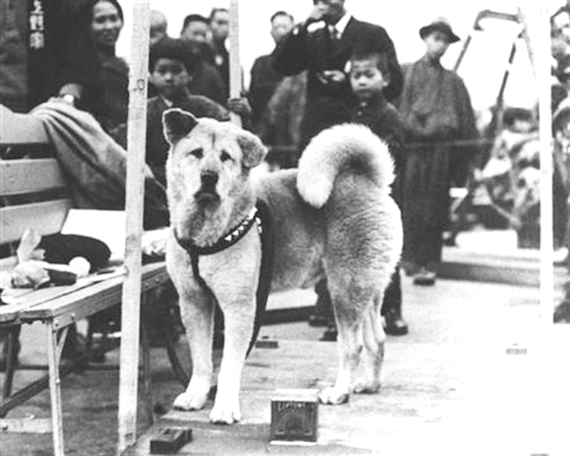 Cine y Mas : Pagina dedicada a Hachiko