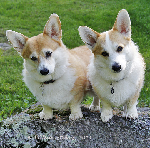 STOKES BIRDING BLOG: Corgi Puppies!!