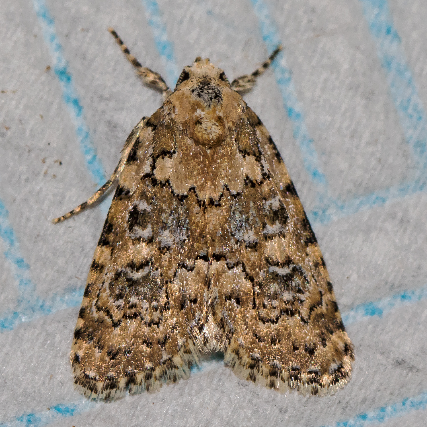 Butterflies, Dragonflies, Moths & other Insects: Marbled Beauty Moth