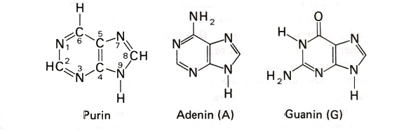 Ekologi Hewan: Asam Nukleat, Mononukleotida, DNA & RNA