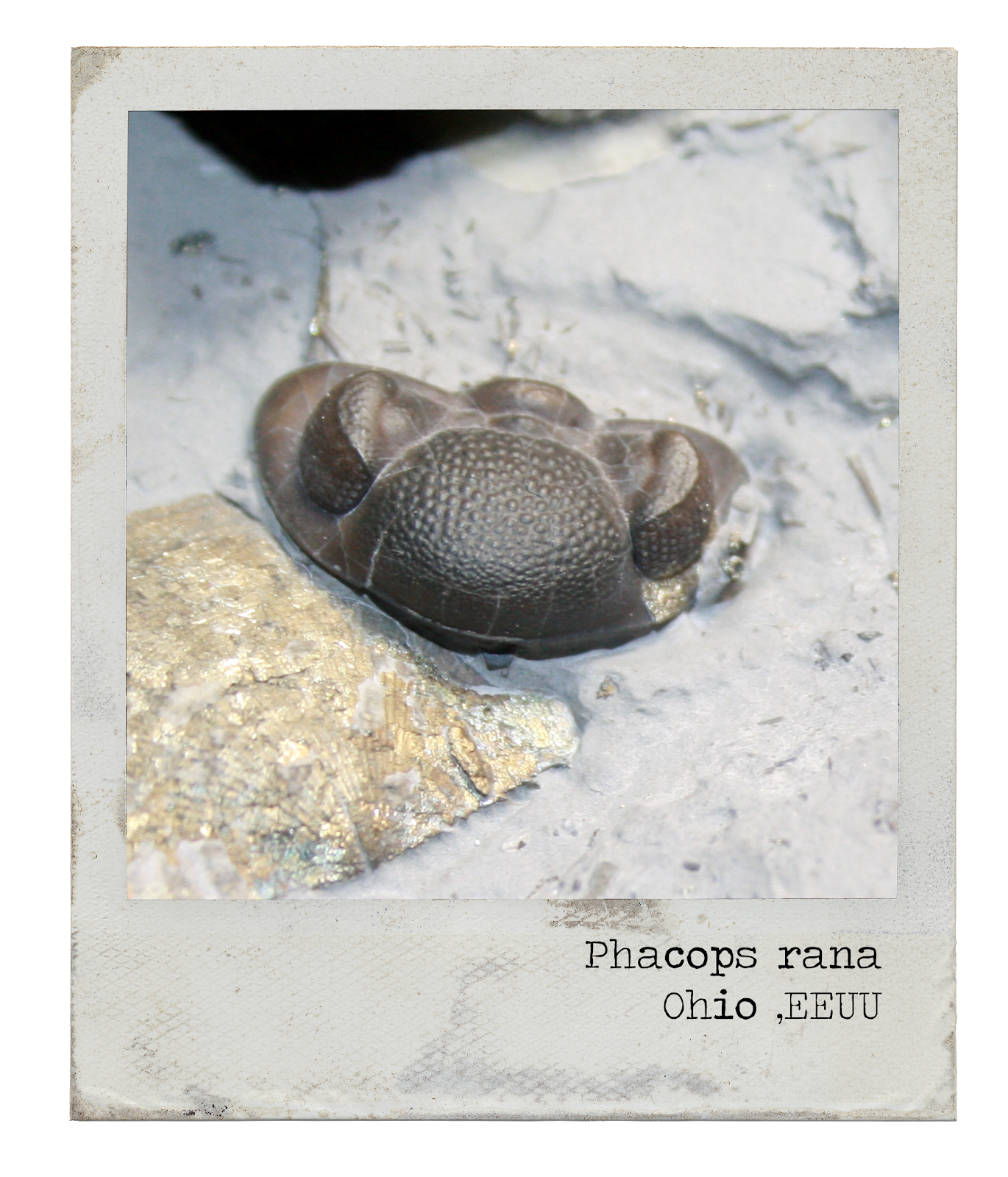 EL PALEOANTROPOLOGO DESPISTADO