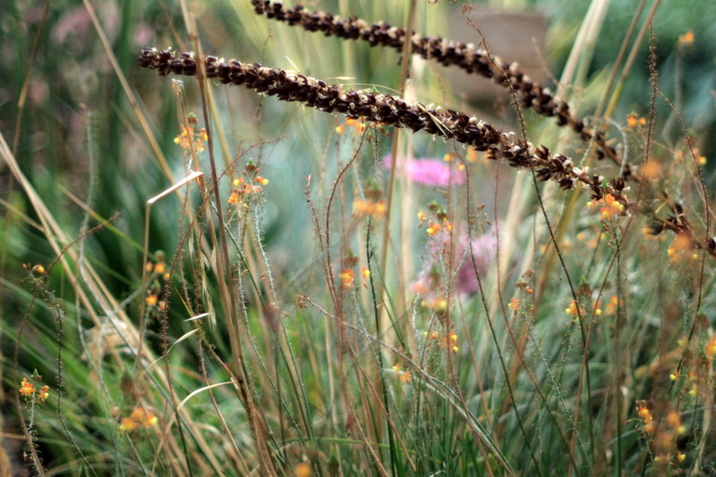 paradis express: Magic grass