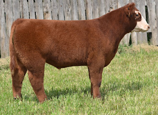 Lautner Farms: Burke Show Cattle/ Bremer Show Steers Pasture Sale