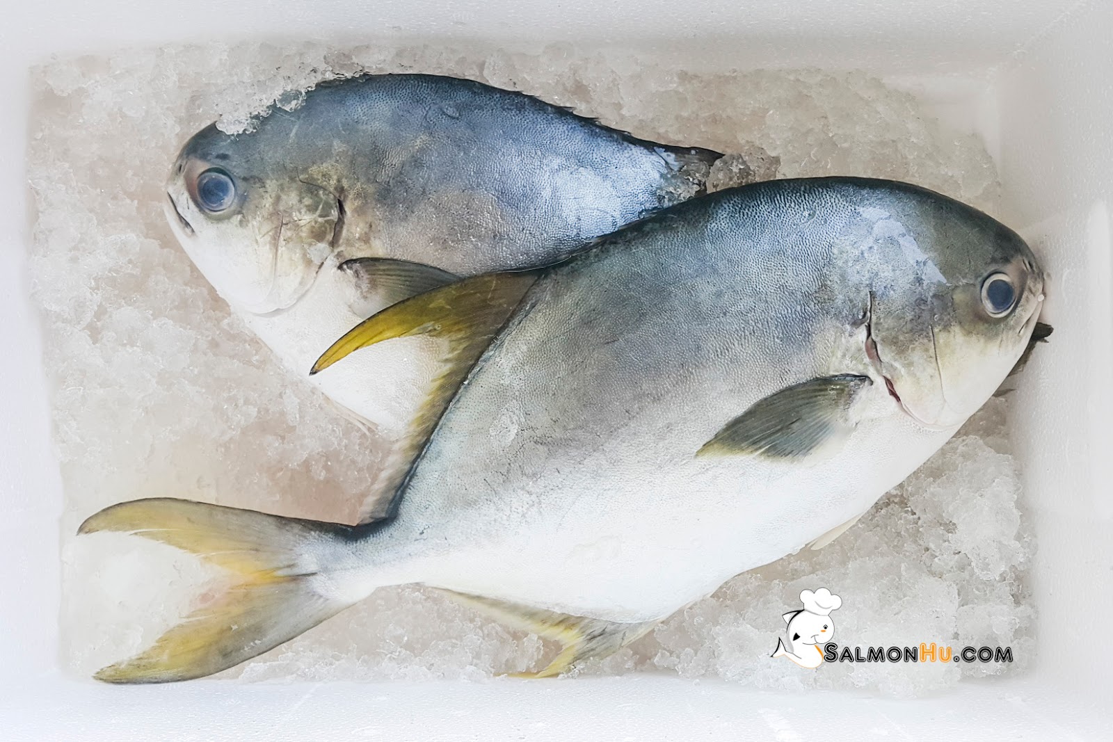 SalmonHu.com : NEW Product! Ikan Bawal Jepang ( Marukoban ) Segar ...