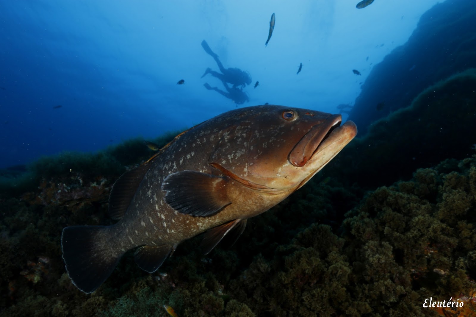 1ª ida aos ilhéus das Formigas em 2016