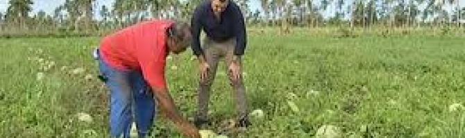 Tongan farmers hit hard by Cyclone Gita - Papua New Guinea Today