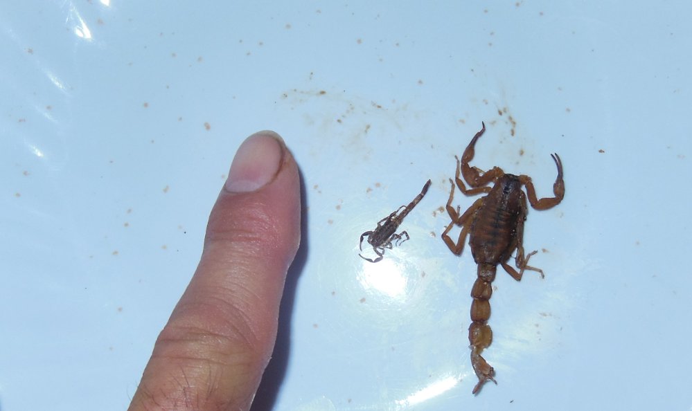 Maasai-World: Insects of Kenya