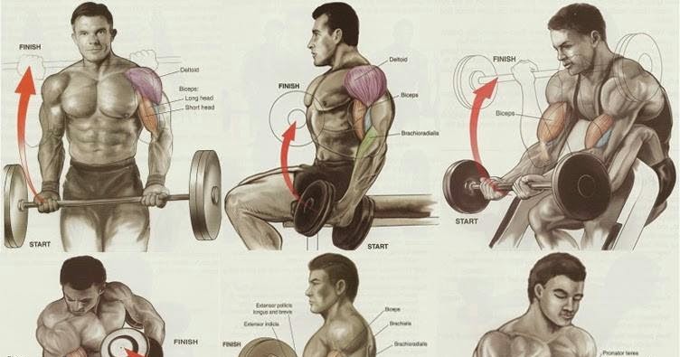 Exercises for Best Biceps Workout ~ multiple fitness