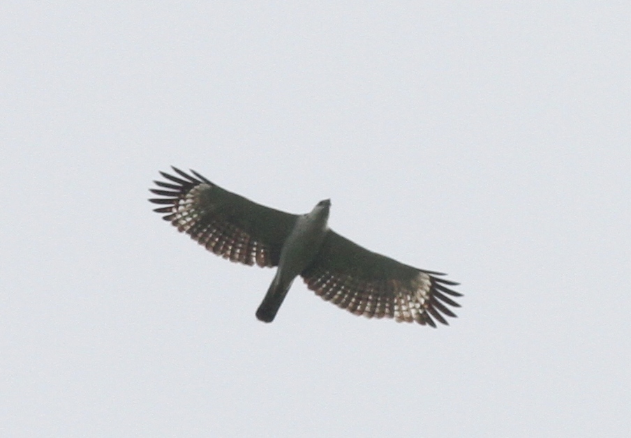 Sydøstasien: Flores