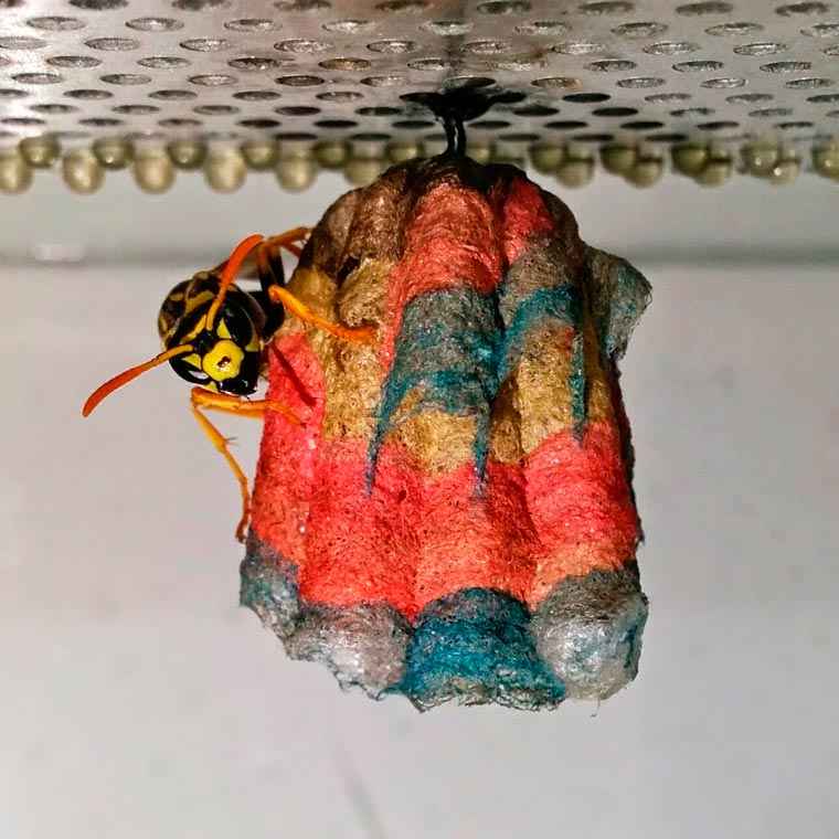 Wasps build rainbow nests with colored construction paper By Mattia ...