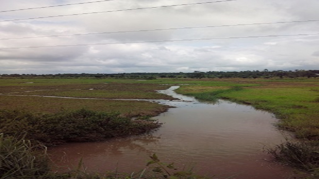 YEKA'S ADVENTURES: RICE FARMING IN ABAKALIKI