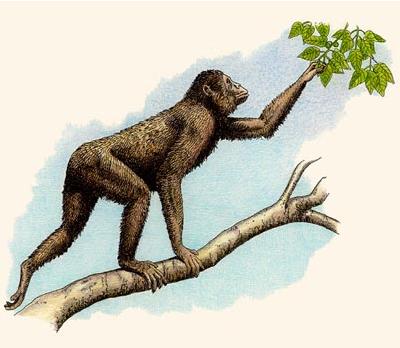 El profesor Bigotini: PÓNGIDOS. LOS PRIMEROS HOMINOIDEOS