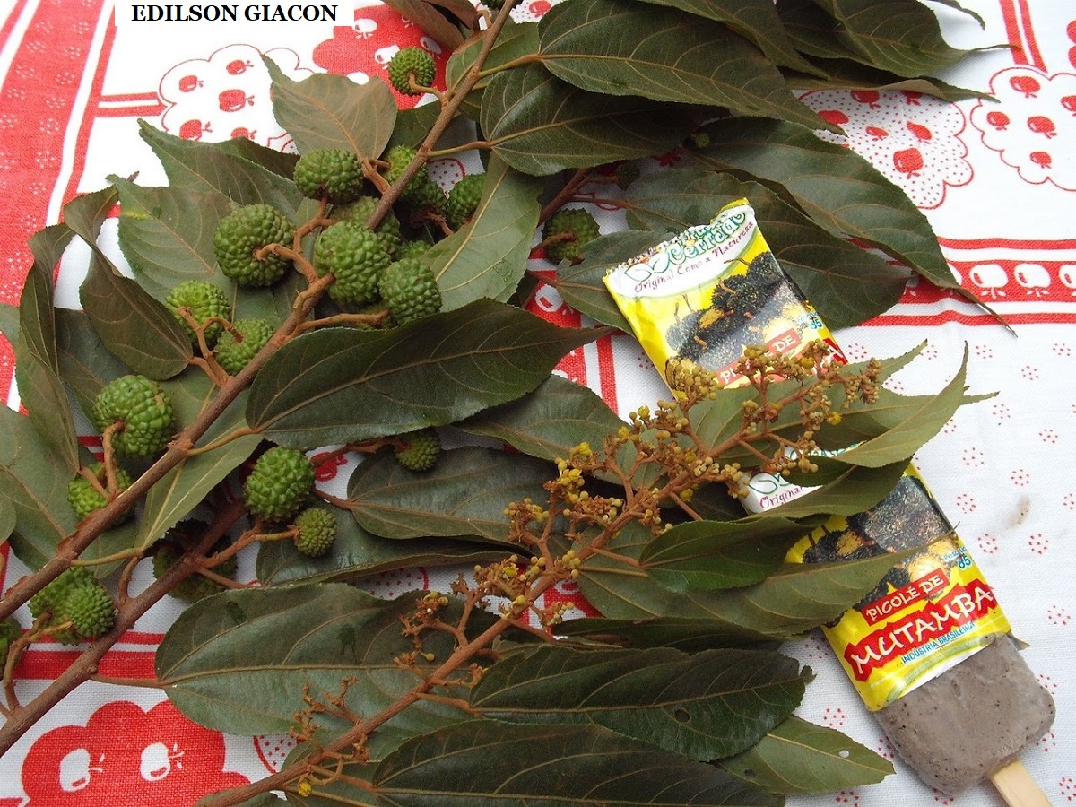 Viveiro Ciprest - Plantas Nativas e Exóticas: Mutamba ou Mutambo ...