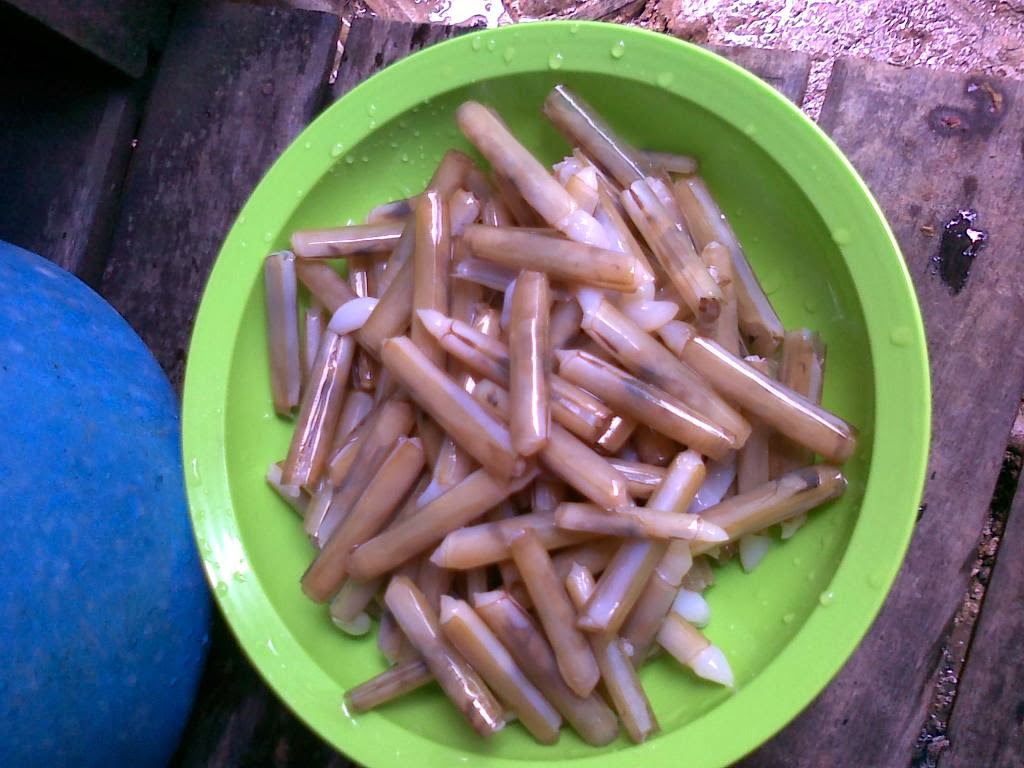 Apa itu AMBAL / SIPUT BULUH , bersama Ms DJP | www.pengerindu.net