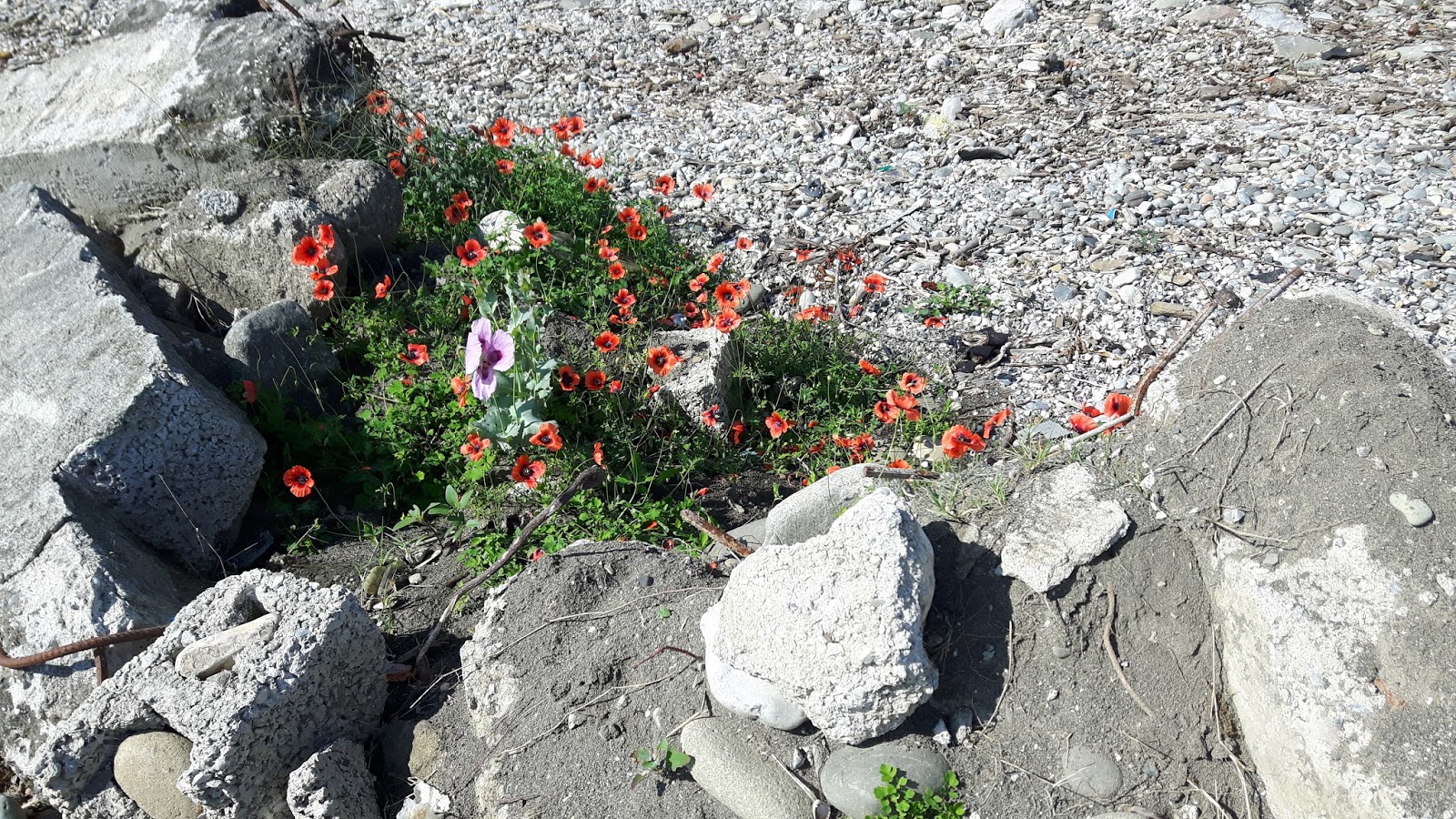 Planete Joce en Iran: Ramsar (2) - La mer - Le cable car