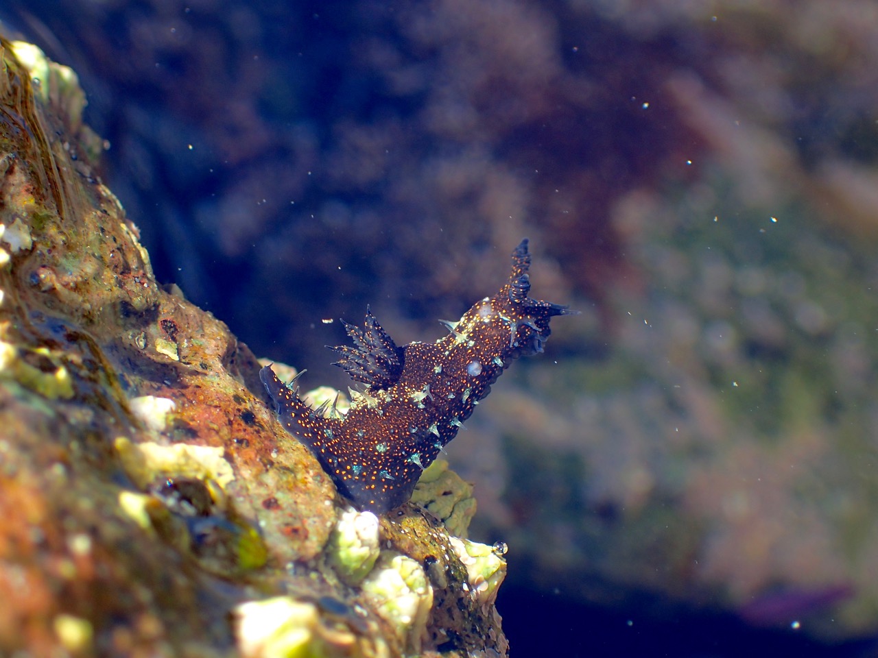 s/v Cilantro: An Intertidal Exploration: Gulf of California (Baja Sur ...