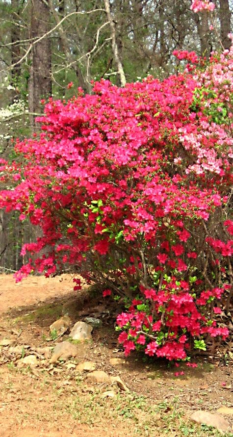 Clay Perry: The azalea bed