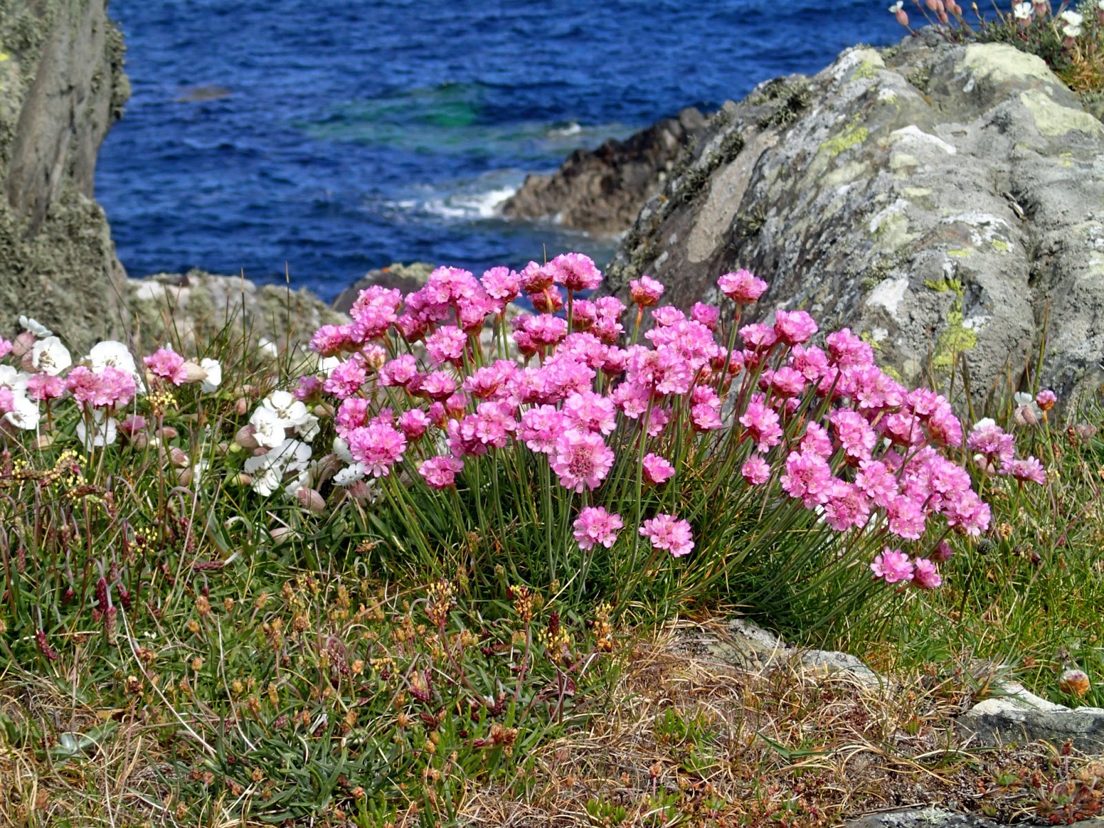 walking the rainbow trail: Coastal flowers at Rosehearty