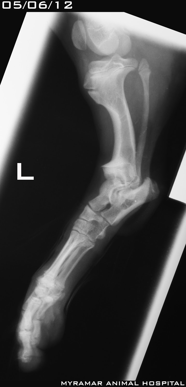 4. FRACTURAS DE TIBIA. TRAUMATOLOGÍA VETERINARIA.: Senf. Pes Varus ...