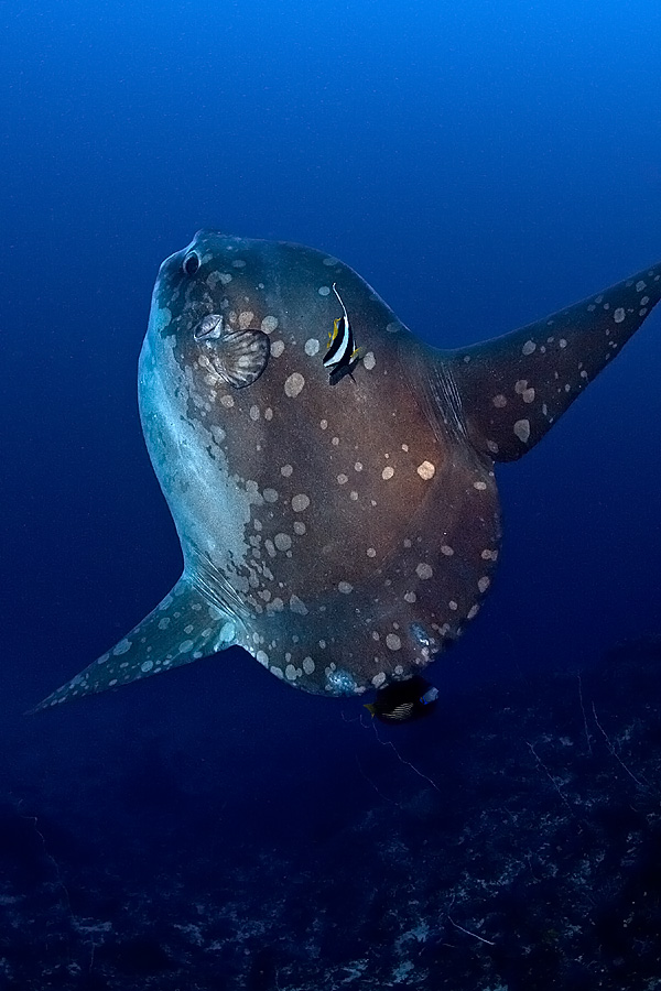 Real Monstrosities: Ocean Sunfish