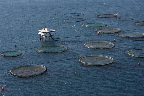 Our Great Australian Adventure...: Tuna...The Great Debate!