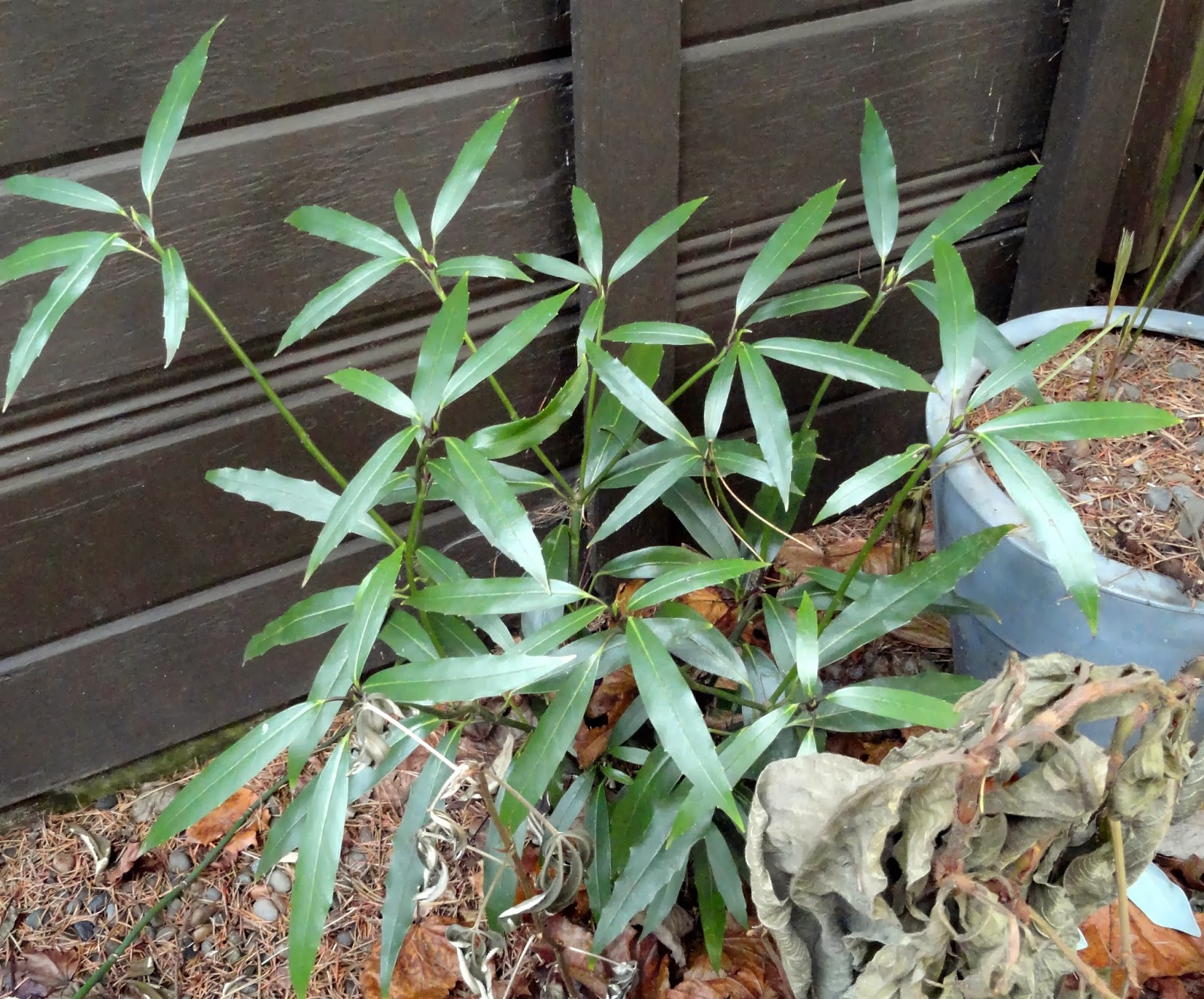 danger garden: Aucuba japonica ‘Longifolia’ is my favorite plant in the ...
