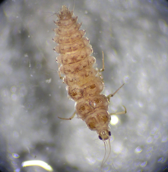 Real Monstrosities: Spongillafly