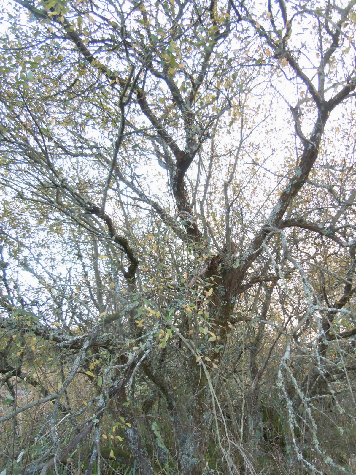 The Wetland Conservation Diary (UK): Macrophytes of the Malltraeth ...