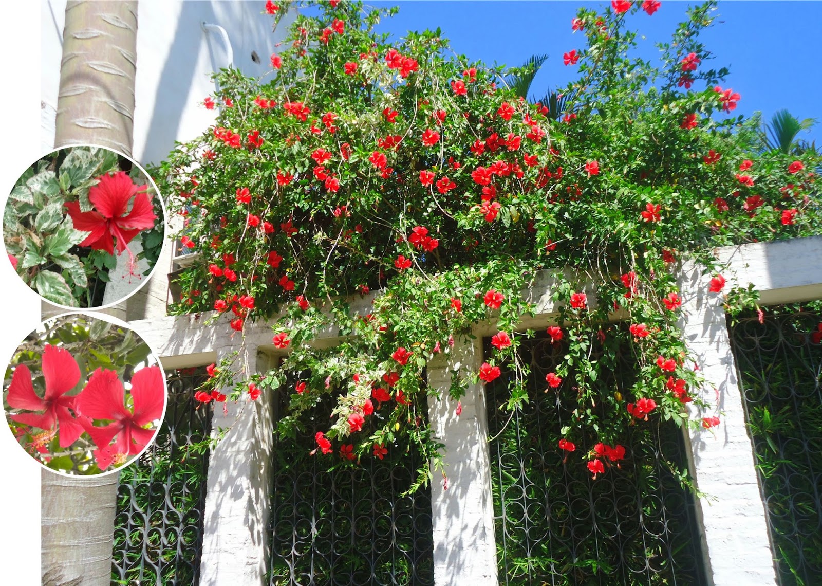 v e r d e c h a c o: Hibiscos 1