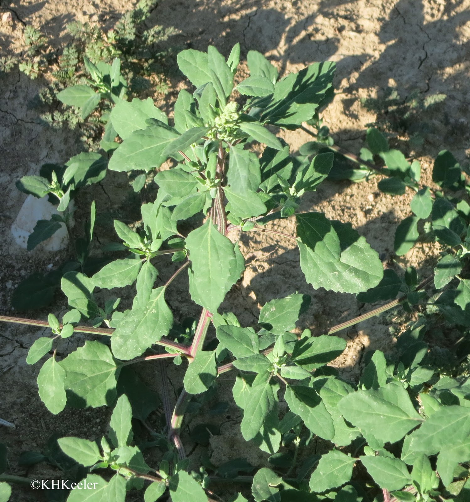 A Wandering Botanist: Plant Story--Chenopodium album, aka lambsquarters ...
